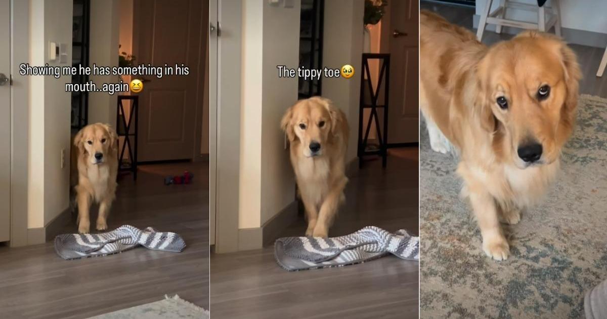 Golden Retriever Comes in on Tippy Toes To Reveal What’s in Mouth - DogTime