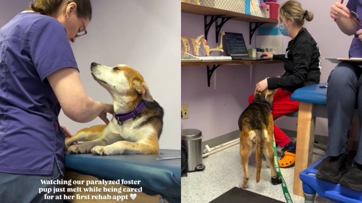 Paralyzed Foster Dog Melts Being Cared for in Rehab, Shows She’s Not ...