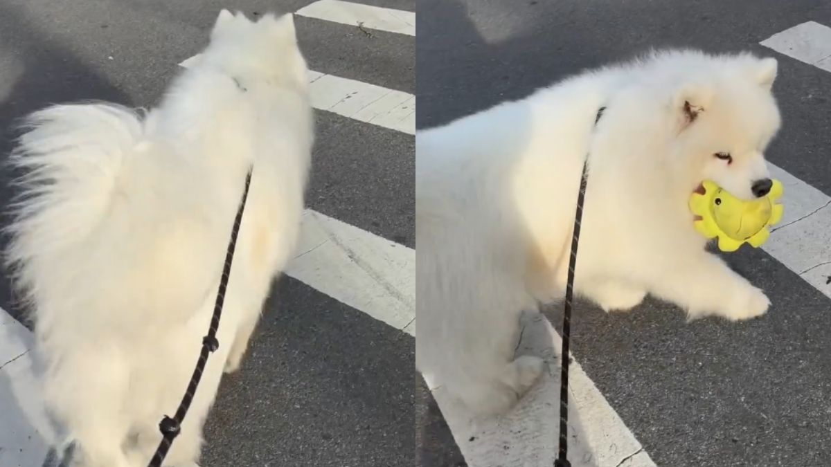 Dog Carries His ‘Emotional Support’ Toy While Guarding Owner on Walk ...