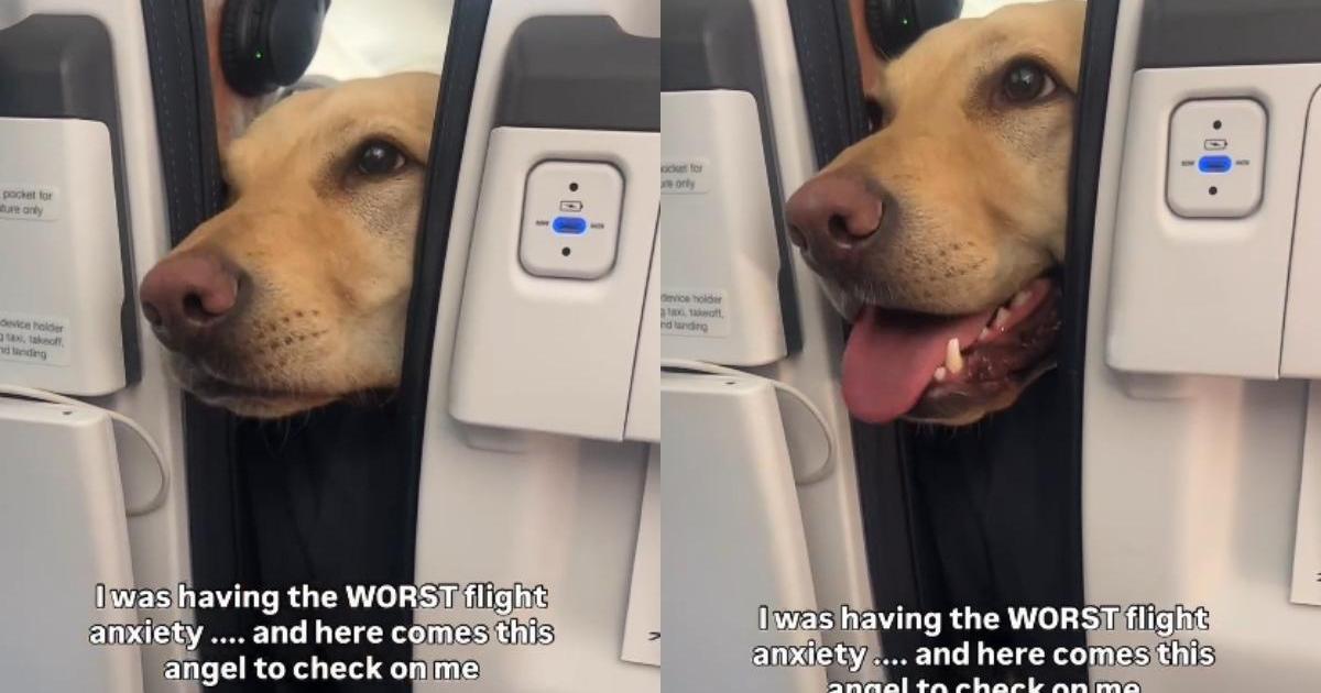 Dog Offers Hand to ‘Anxious’ Passenger on Flight Like He Knew She ...