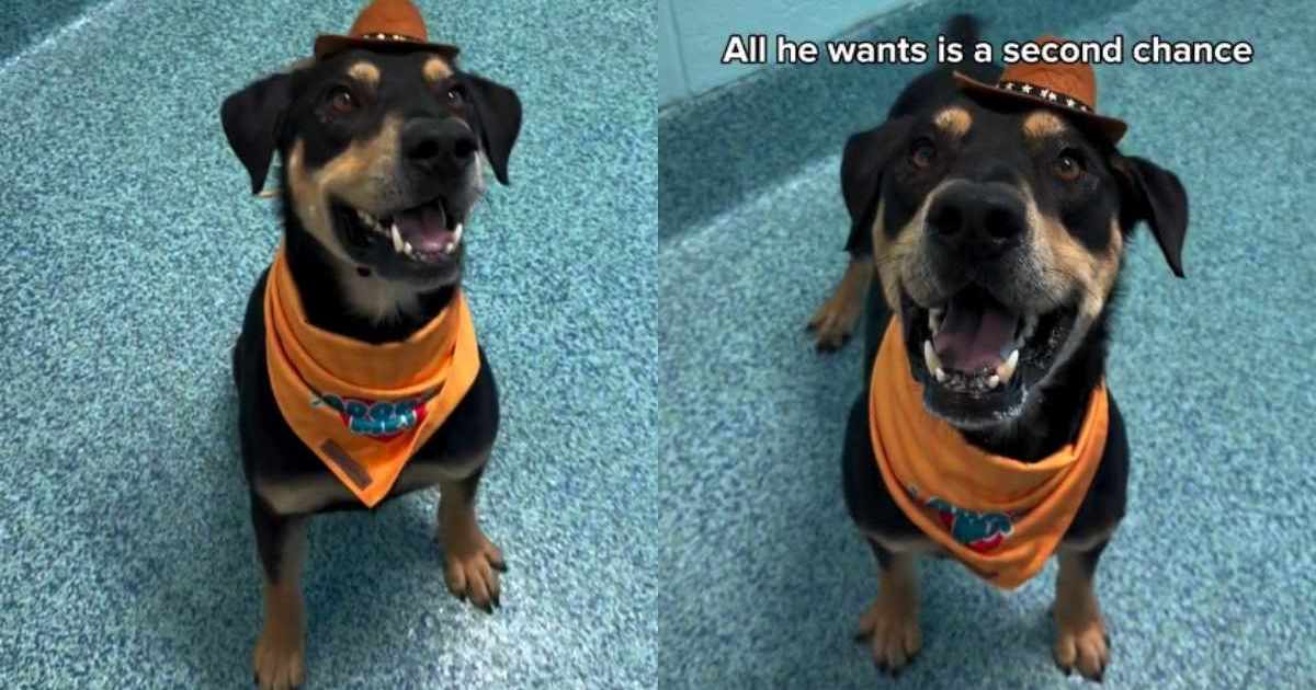 Shelter Dog’s Adoption Meeting Fails When Nobody Comes but He Still ...