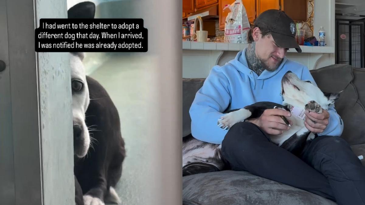 Rescue Dog Hides Behind Kennel Walls, Not Knowing Dad Is Coming To Save ...