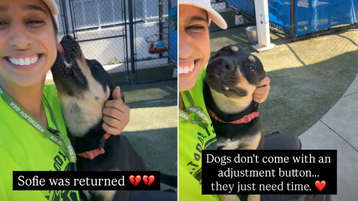 Shelter Dog Was Returned After Adoption, but She’s Still the Sweetest Girl