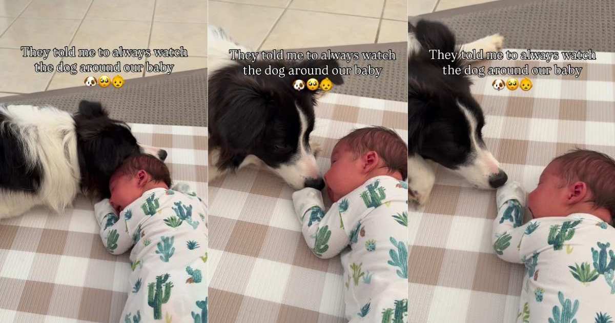 Dog Holds Little Baby’s Hand, Showing There’s Nothing To Be Afraid Of ...