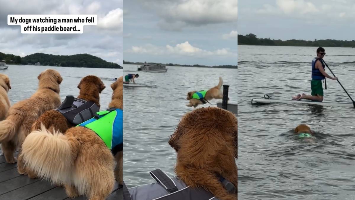 Golden Retriever Rushes To Help After Man Falls off Paddle Board - DogTime