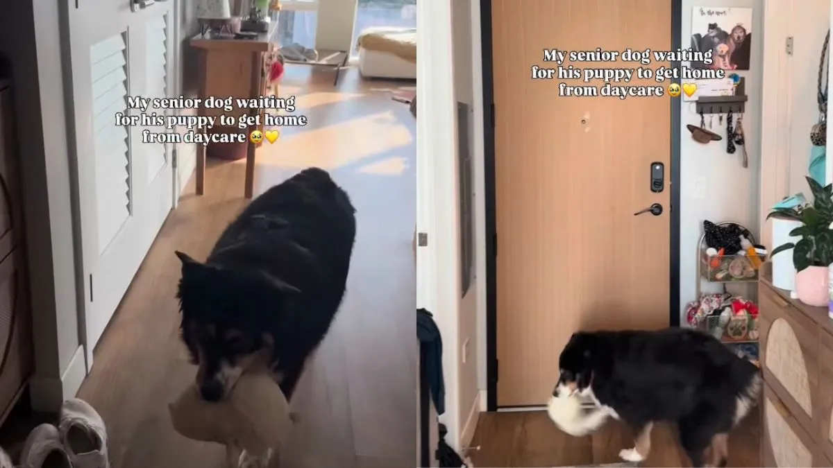 Senior Dog Stands at the Door With His Toy, Waiting for Puppy To Come ...