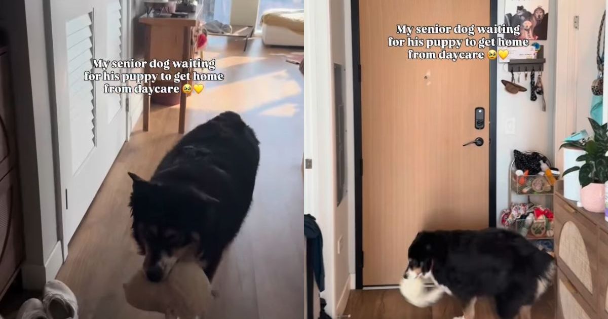 Senior Dog Stands at the Door With His Toy, Waiting for Puppy To Come ...