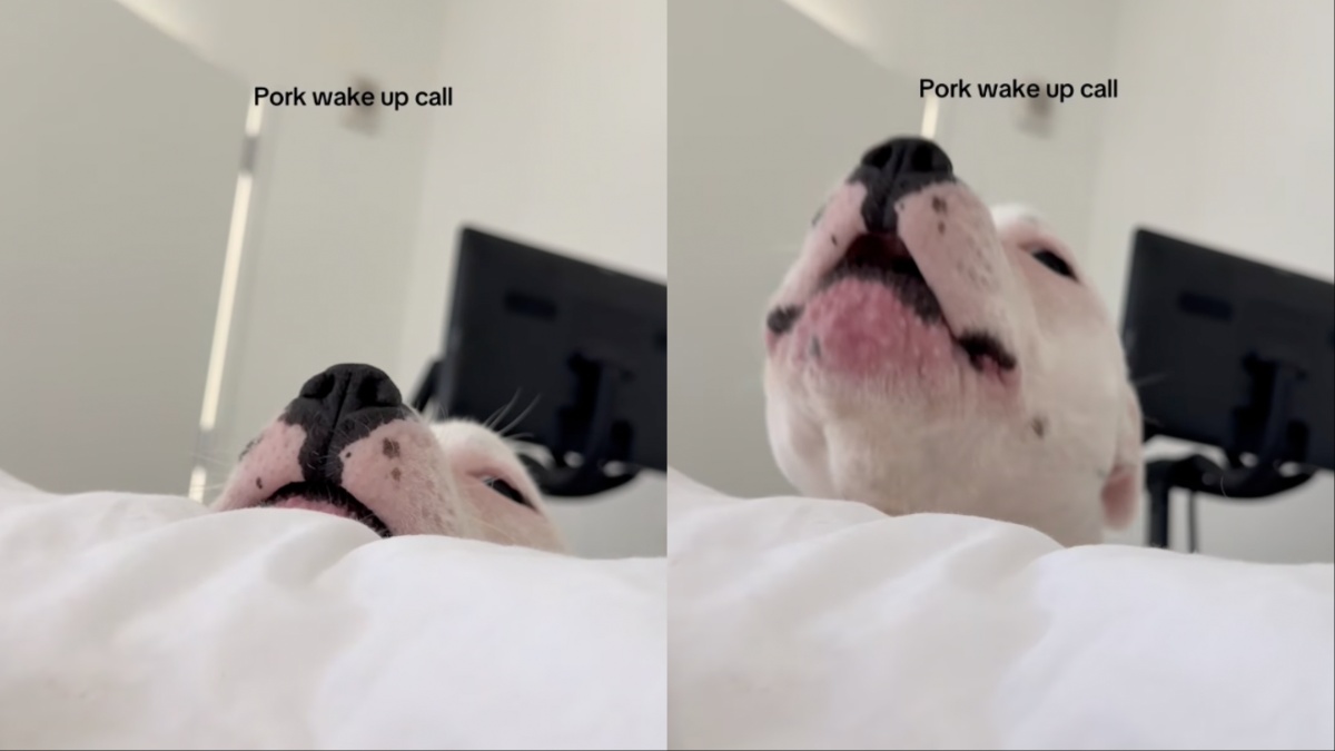 This Dog’s Wake-Up Call Is More Effective Than Most Alarm Clocks - DogTime