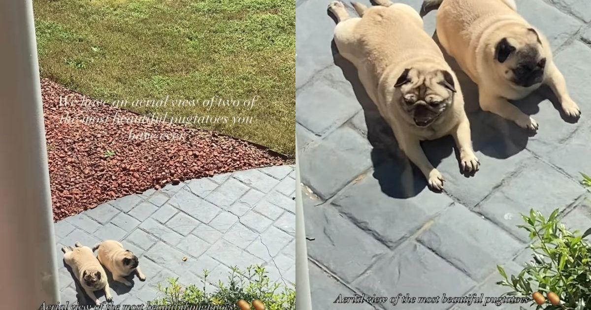 Dogs Look Like ‘Potatoes’ Basking in Sun From Aerial View - DogTime