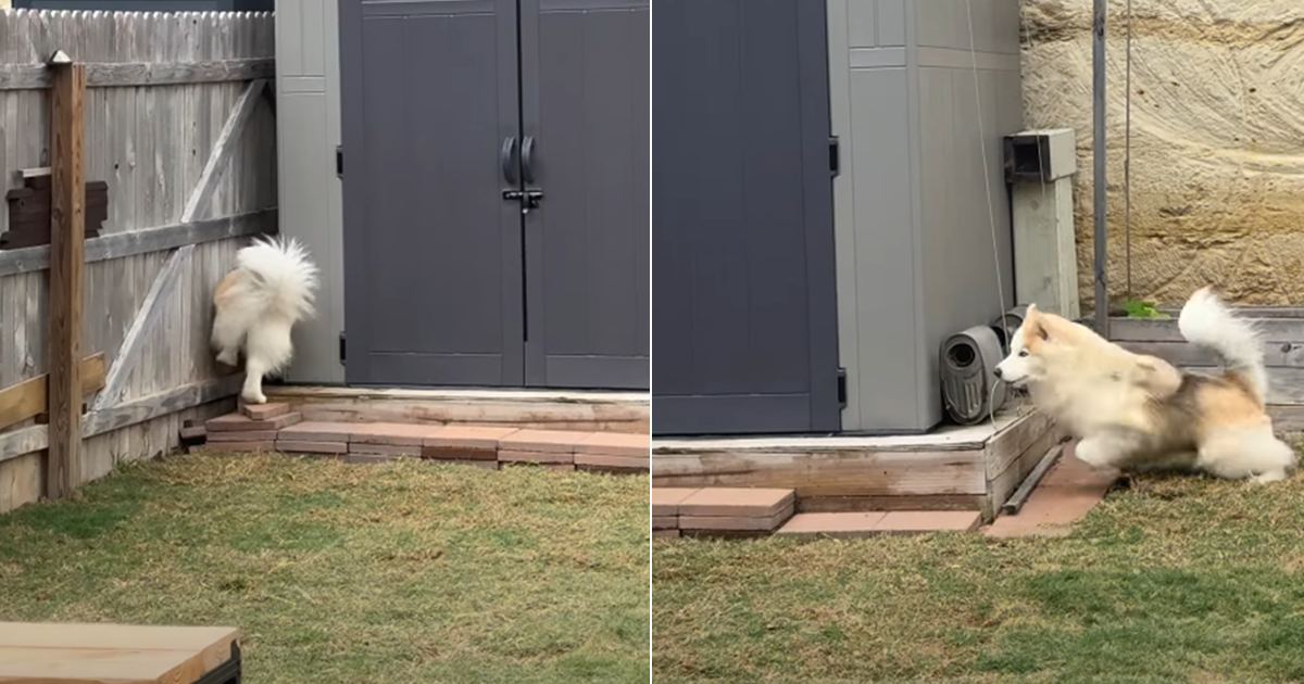 Husky Almost Gives Up the Chase When Squirrel Appears Again - DogTime