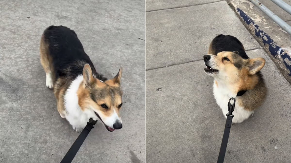 Corgi’s Perfect Firetruck Impression Has the Internet Obsessed - DogTime