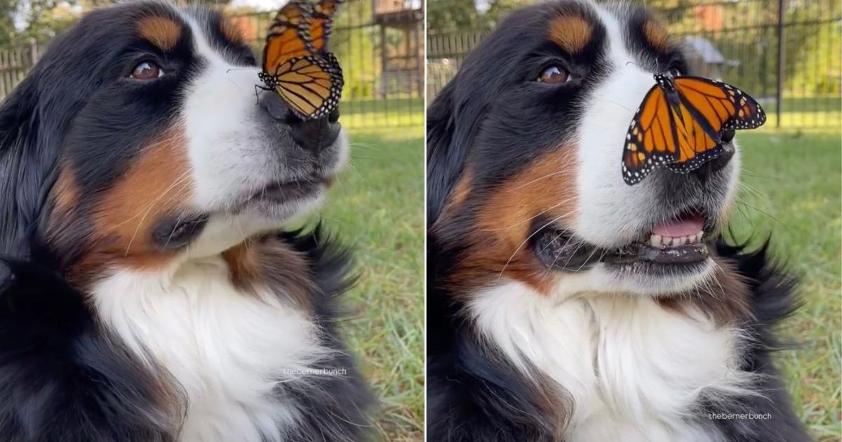Rescue Dog Sitting With Butterfly on Nose Is Pure Storybook Magic - DogTime