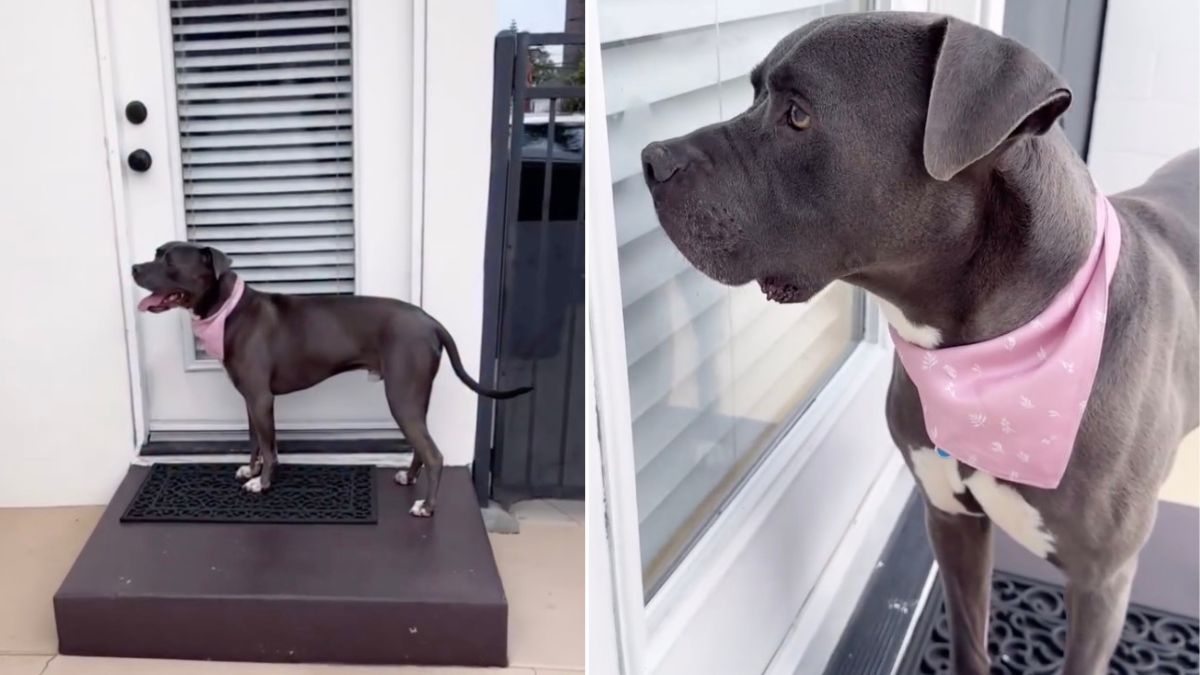 Rescue Dog Stops at Door, Waits To Be Let in Like It Was Once His Own ...