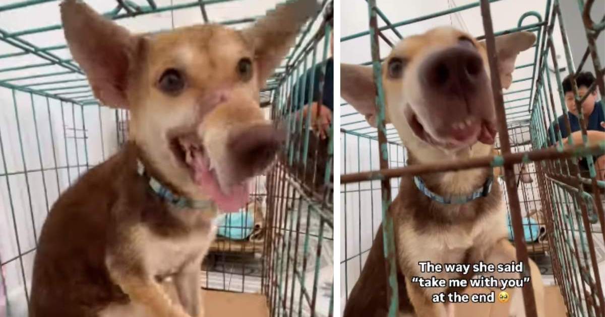Rescue Dog Offers Hand Like She Wants To Be Taken Home, So Mom Makes It ...