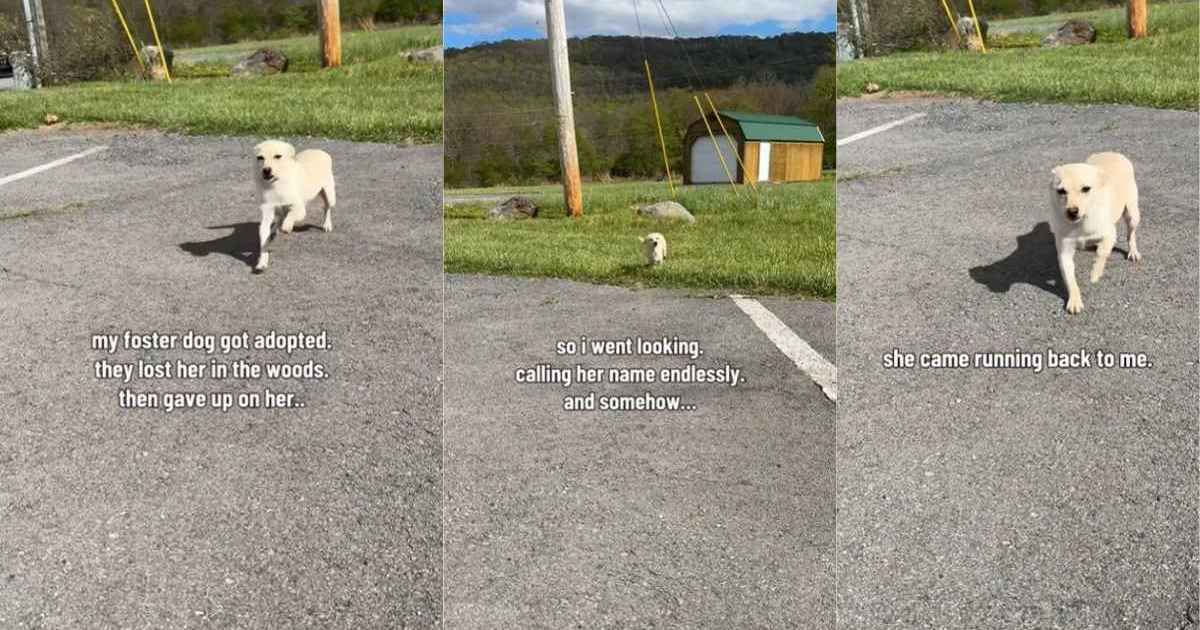 Shelter Dog Gets Lost in Woods but Finds Way Back to Someone Who Didn’t ...