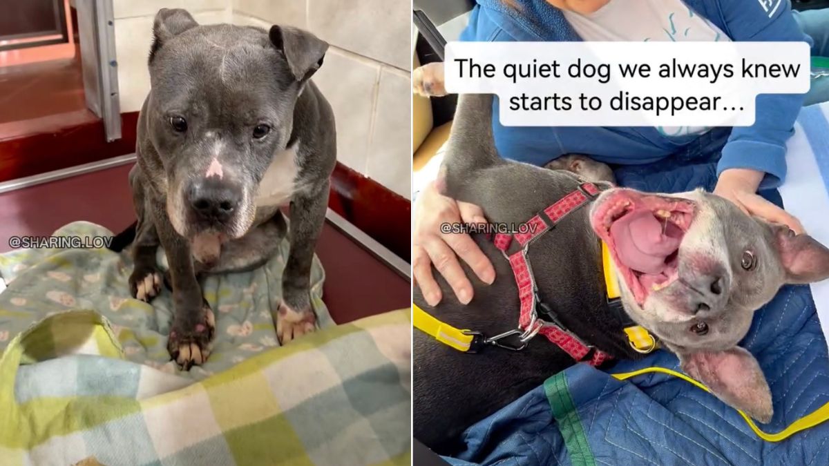 'Heartbroken' Senior Shelter Dog Gets His Freedom Ride After Adoption ...