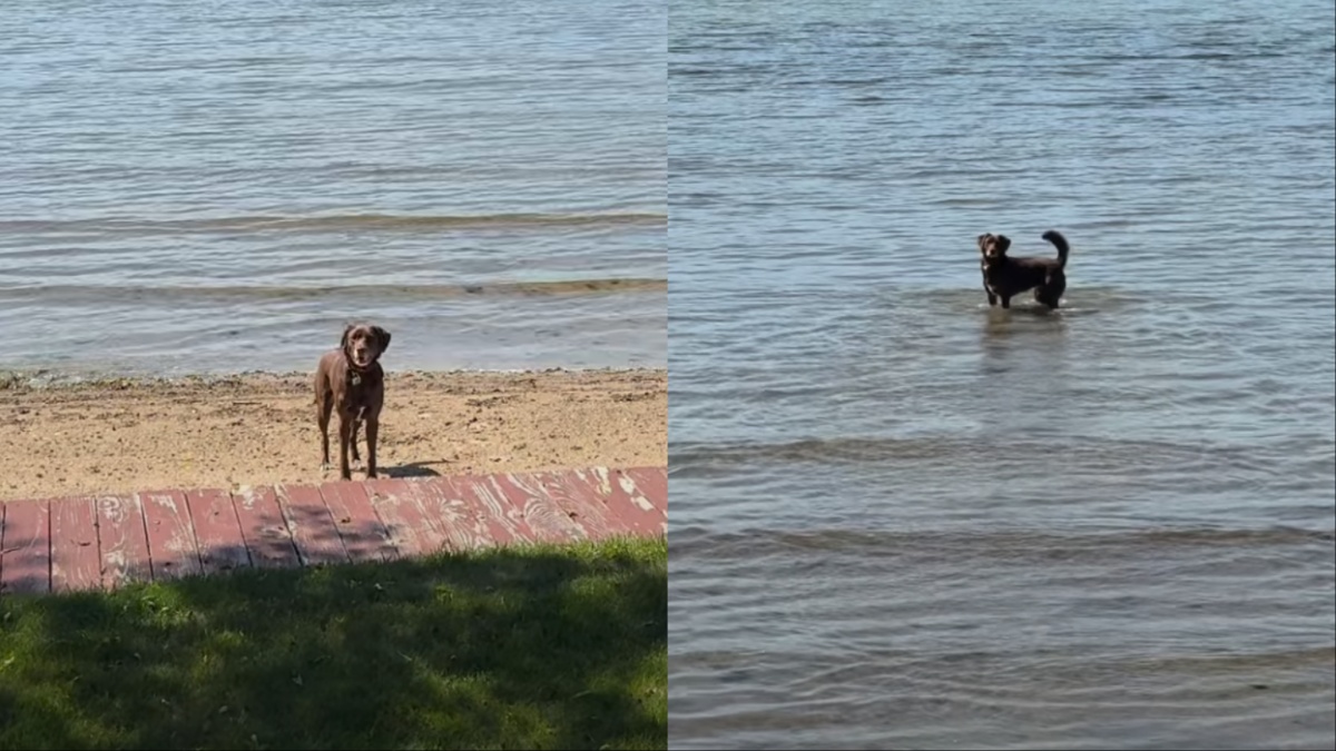 Dog Happily Hops Into Her First Swim of 2026 & It’s Pure Joy - DogTime