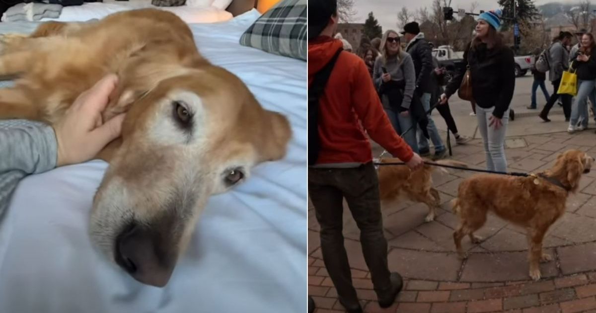 News - DogTime