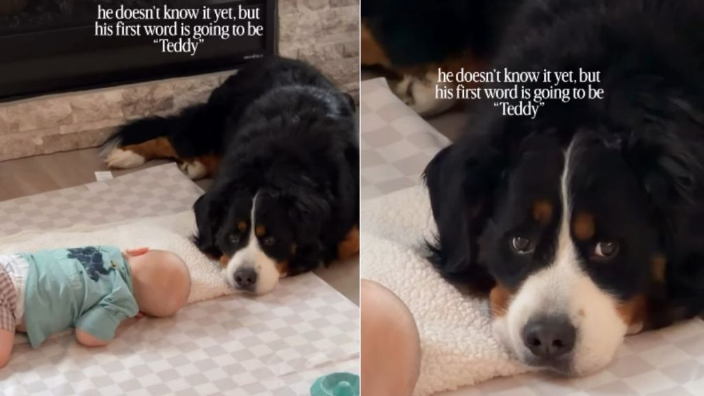 Big Dog Finds a Best Friend in Little Baby, Unaware His First Worlds ...