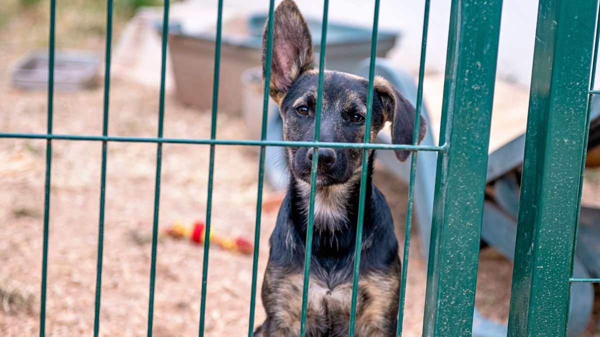 Over 60 Dogs Living in ‘Extreme Neglect’ Rescued From Pennsylvania Home ...