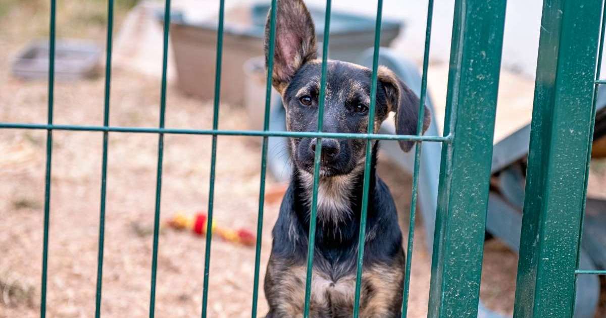 Over 60 Dogs Living in ‘Extreme Neglect’ Rescued From Pennsylvania Home ...