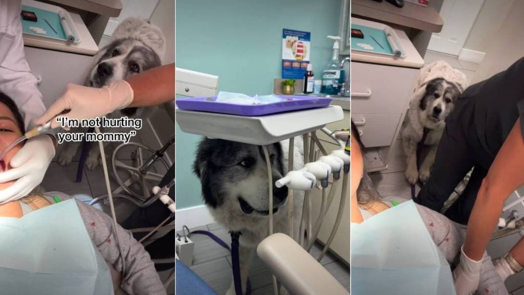 Worrying About Mom, Dog Does the Unexpected at a Dentist Appointment ...