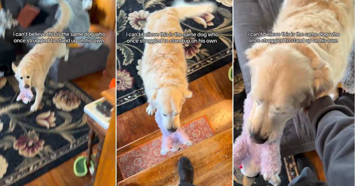 Senior Rescue Golden Retriever Could Barely Stand Once, but Look at Him ...
