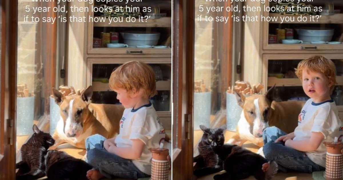 Dog Copies Boy in Petting Cat & Immediately Asks for Feedback - DogTime
