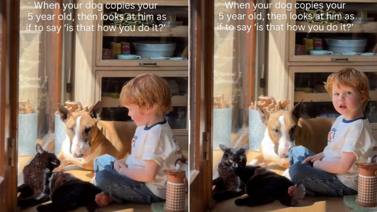 Dog Copies Boy in Petting Cat & Immediately Asks for Feedback - DogTime