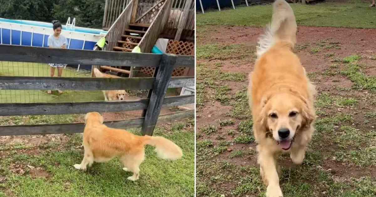 Golden Retriever Reunites With Sister for First Time Since They Were ...