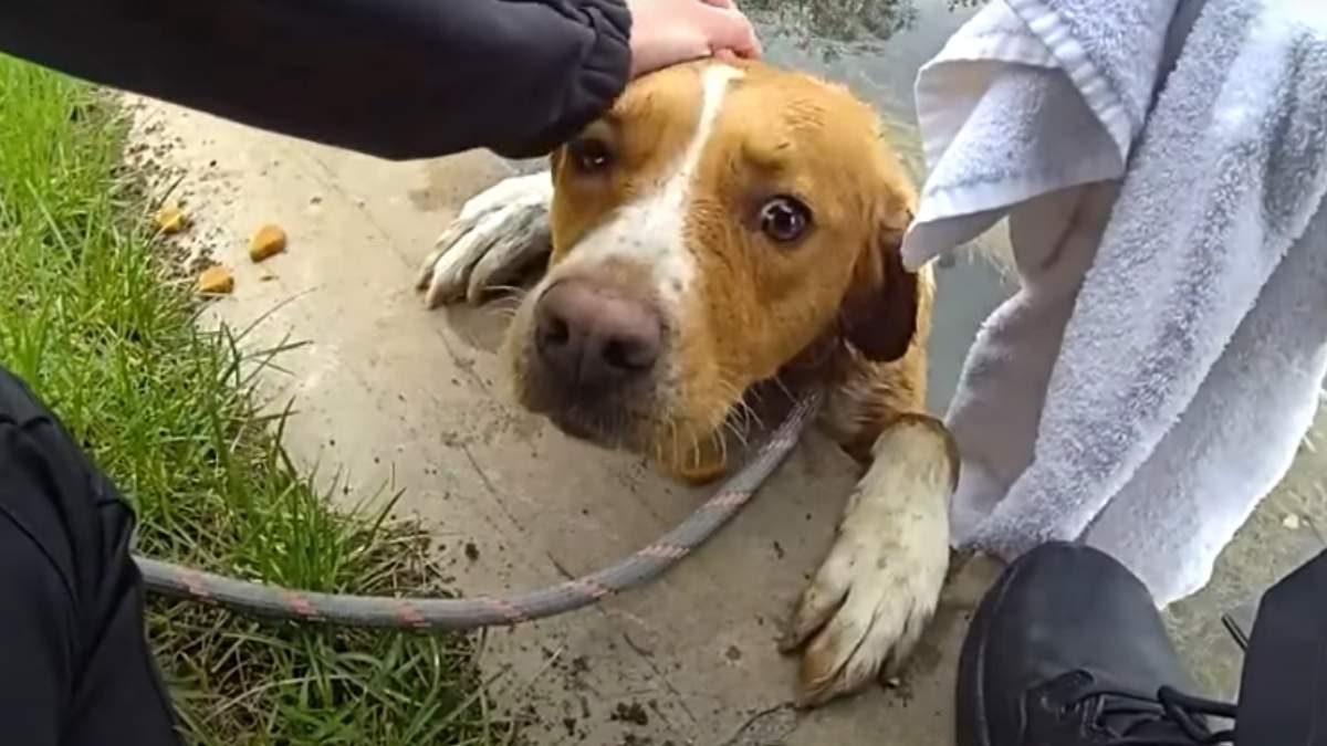 Lost Dog Trapped in Deep Pond Successfully Rescued by Police - DogTime