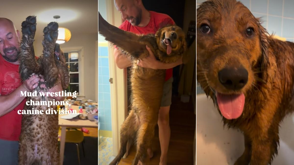 These Dogs Went Mud Wrestling & Came Back Completely Unrecognizable ...