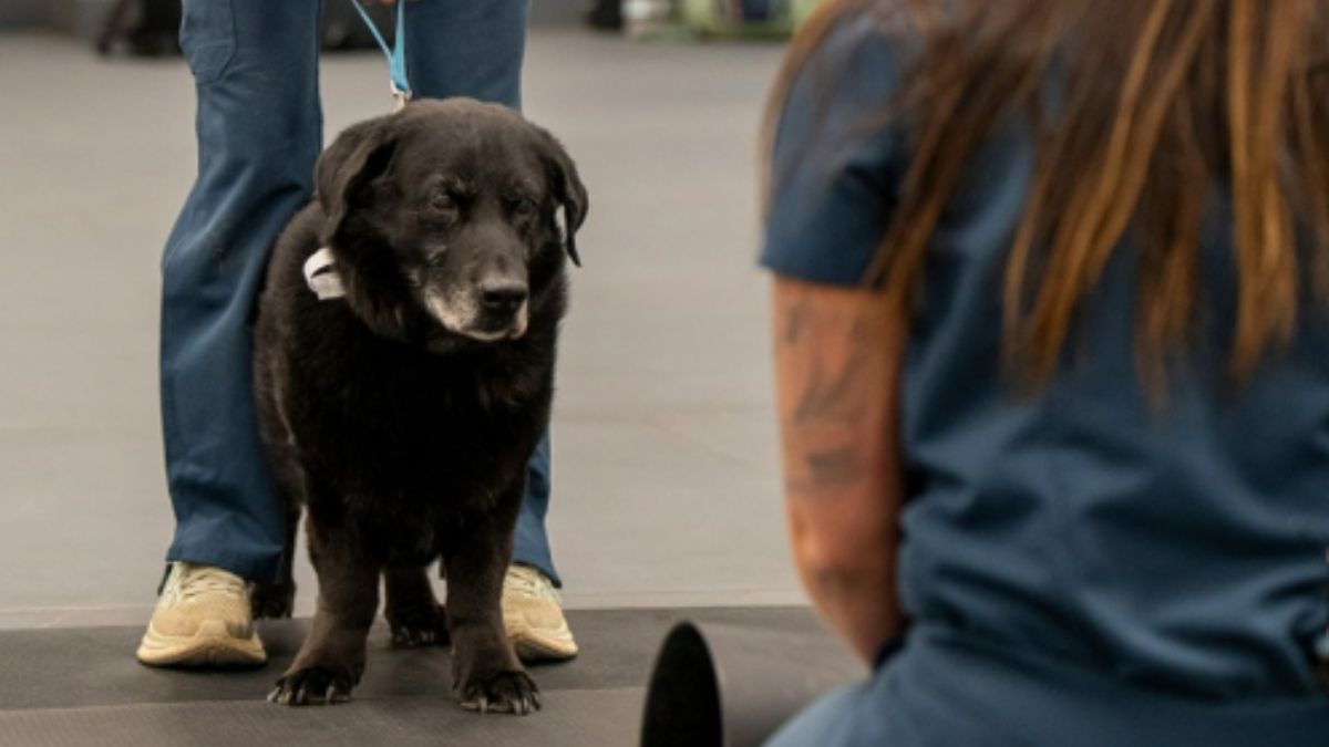 Senior Dog With Dementia Makes a Valuable Contribution to Science of ...