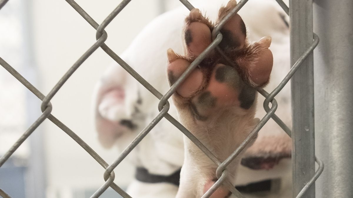 Neglected Dogs & Little Puppies Found in Inhumane Living Conditions ...