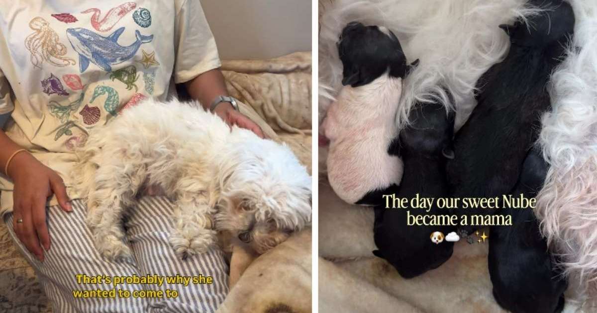 Mama Dog Finds Comfort in Human Mom All Throughout Childbirth - DogTime