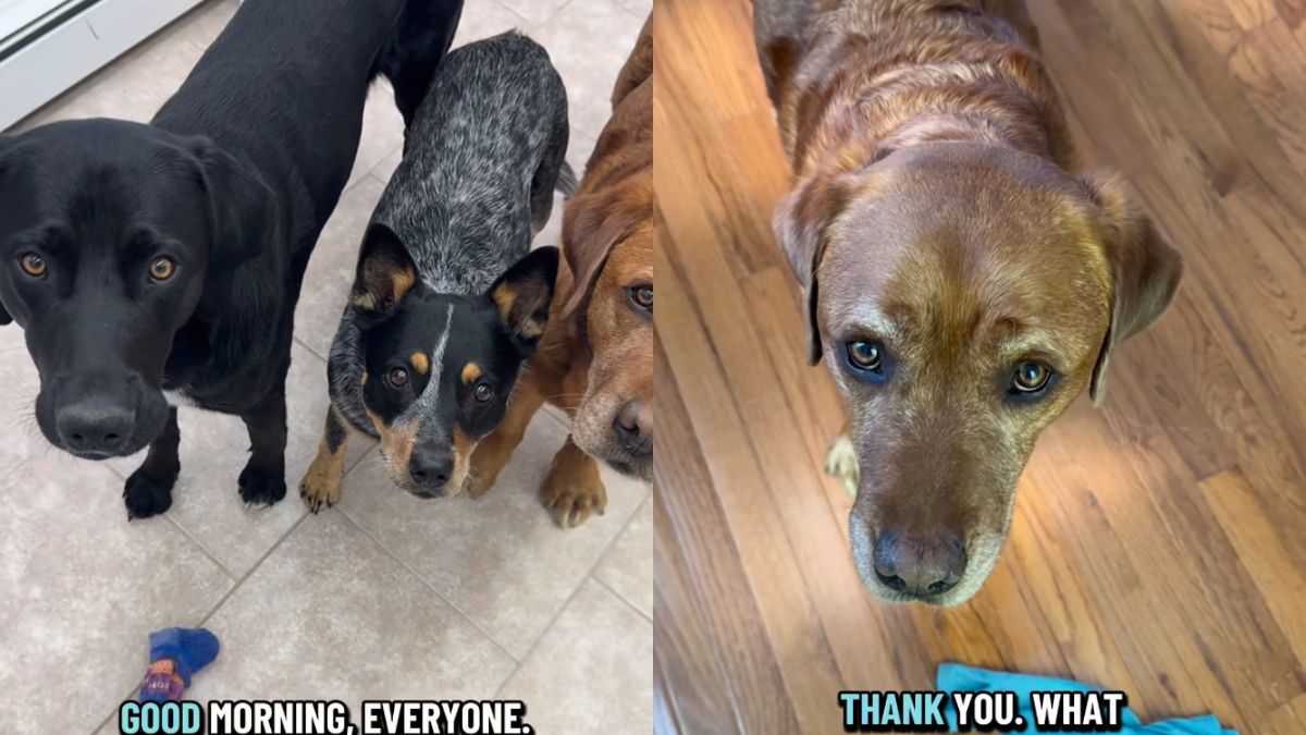 Dog Adopted After Leaving Service School Still Loves To Help Mom on Own ...