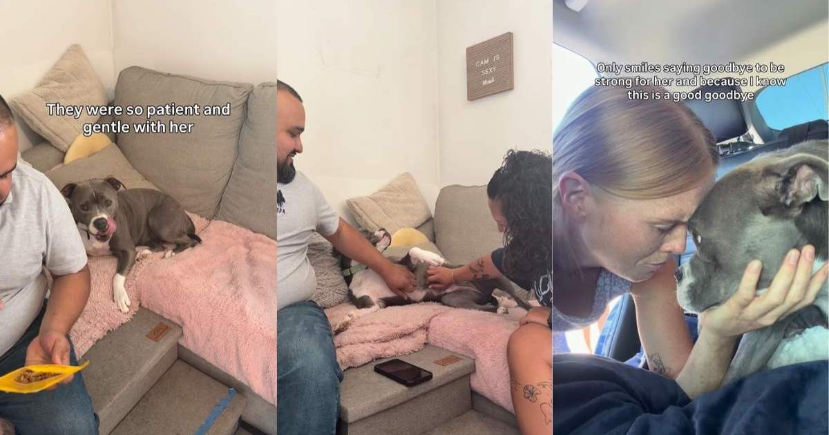 Shelter Dog Doesn’t Know It Yet but Foster Mom’s Teary Goodbye Is Where ...