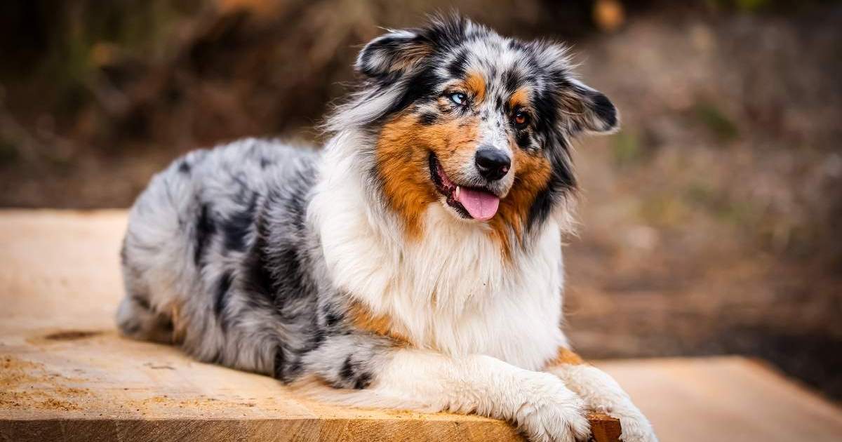 Dog Missing for Days After ‘Serious’ Crash Is Finally Rescued & Back ...