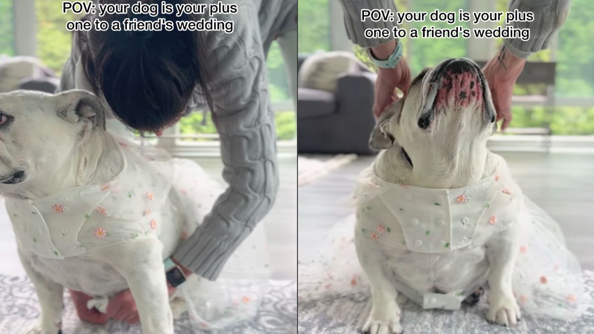 Bulldog Is the Perfect Plus One To Wedding With Adorable Outfit - DogTime