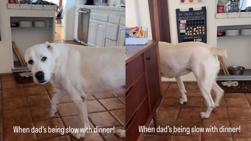 Dog Has an Attitude When Dad Is Being Slow With Serving Dinner - DogTime