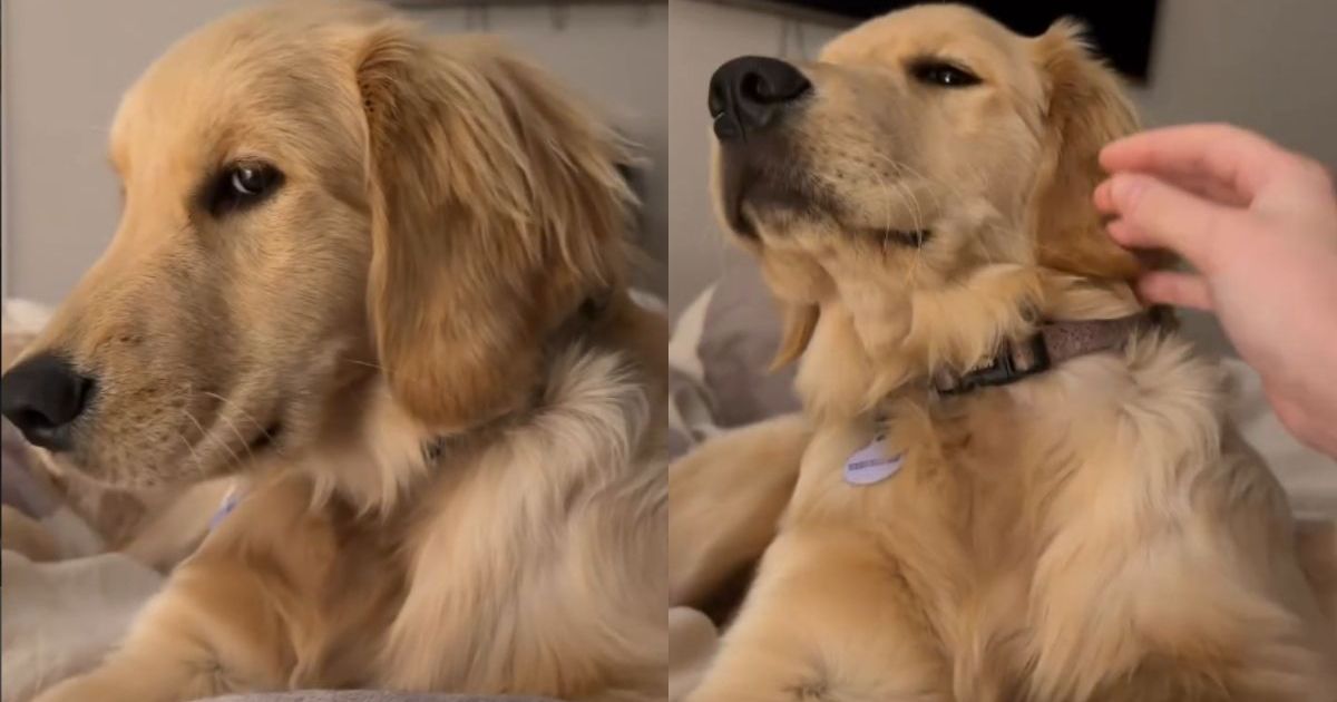 Golden Retriever Is Offended After Owner Does the Unimaginable - DogTime
