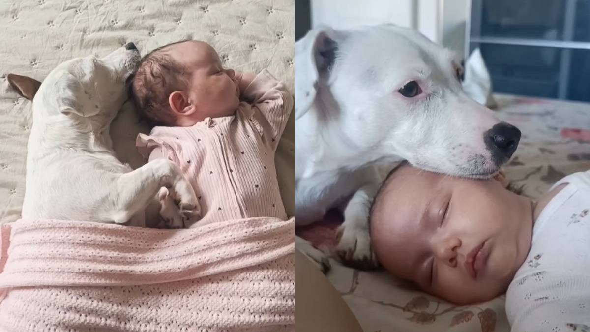 Dog Raises Little Girl Like Her Own Baby From Day 1, Snuggles Close ...