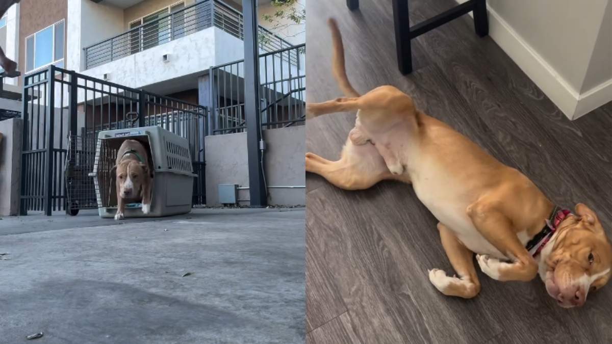 Shelter Dog Pauses Before Leaving His Crate, Then Realizes He Can Trust ...