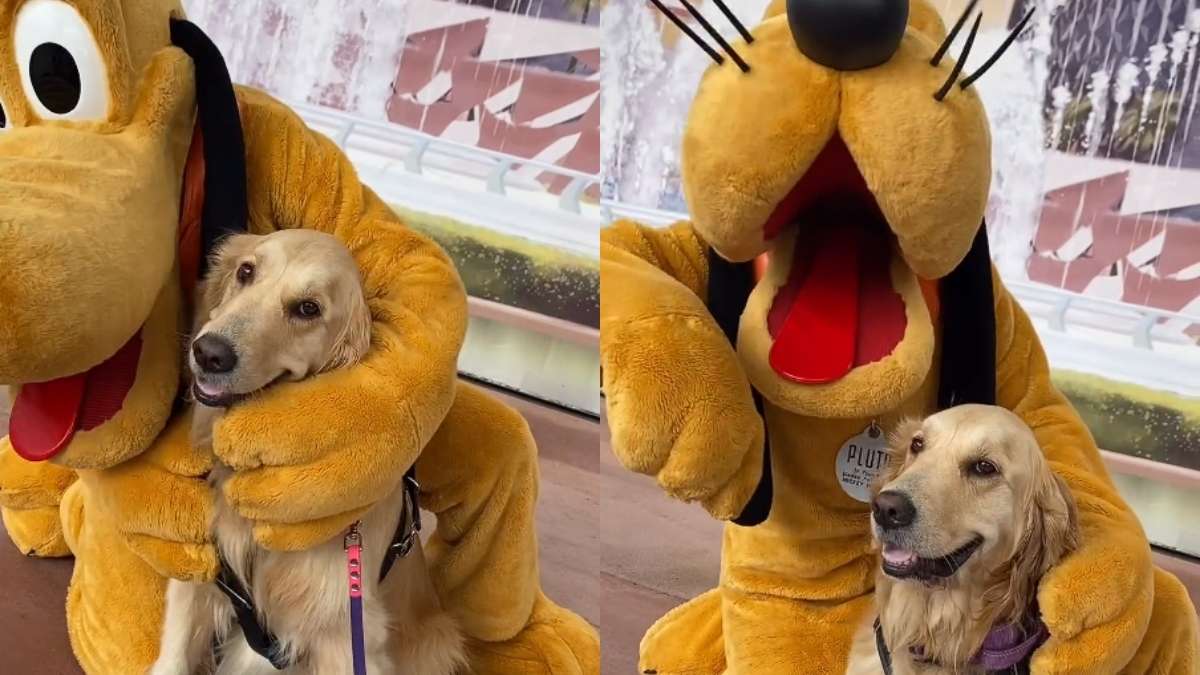 Golden Retriever Service Dog Beams as Pluto Gives Her a Hug - DogTime