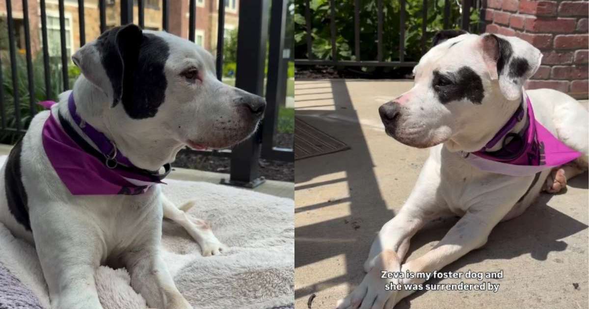 Senior Shelter Dog Who Lost Only Family She Ever Knew Finally Gets a ...