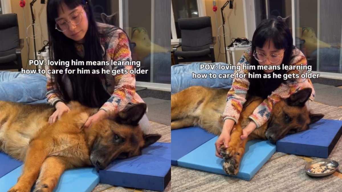 Senior Dog Looks at Mom Like He Knows She Won’t Give up on Him, Then ...