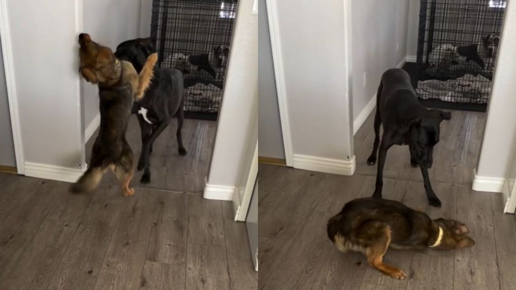 Dog Starving on Streets Marks Major Milestone After Rescue - DogTime