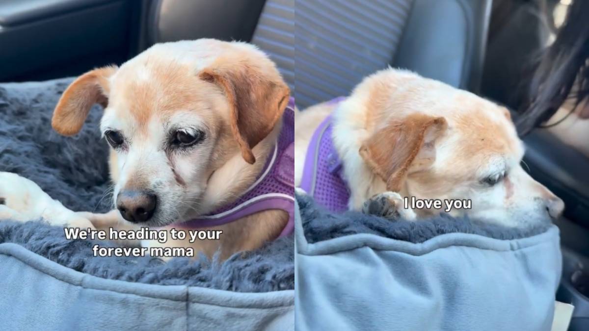Foster Dog Gets One Last Pep Talk Before Adoption & It’s a Tear-Jerker ...
