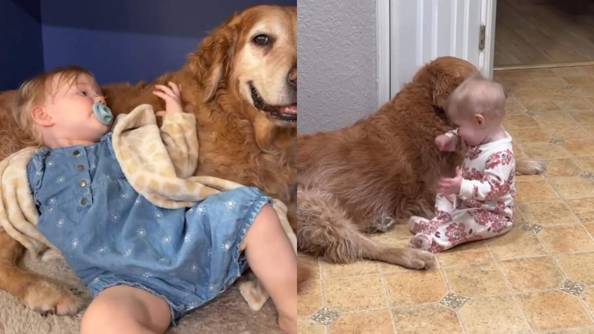 Golden Retriever Found a Best Friend in Little Girl on Day 1, Hasn’t ...