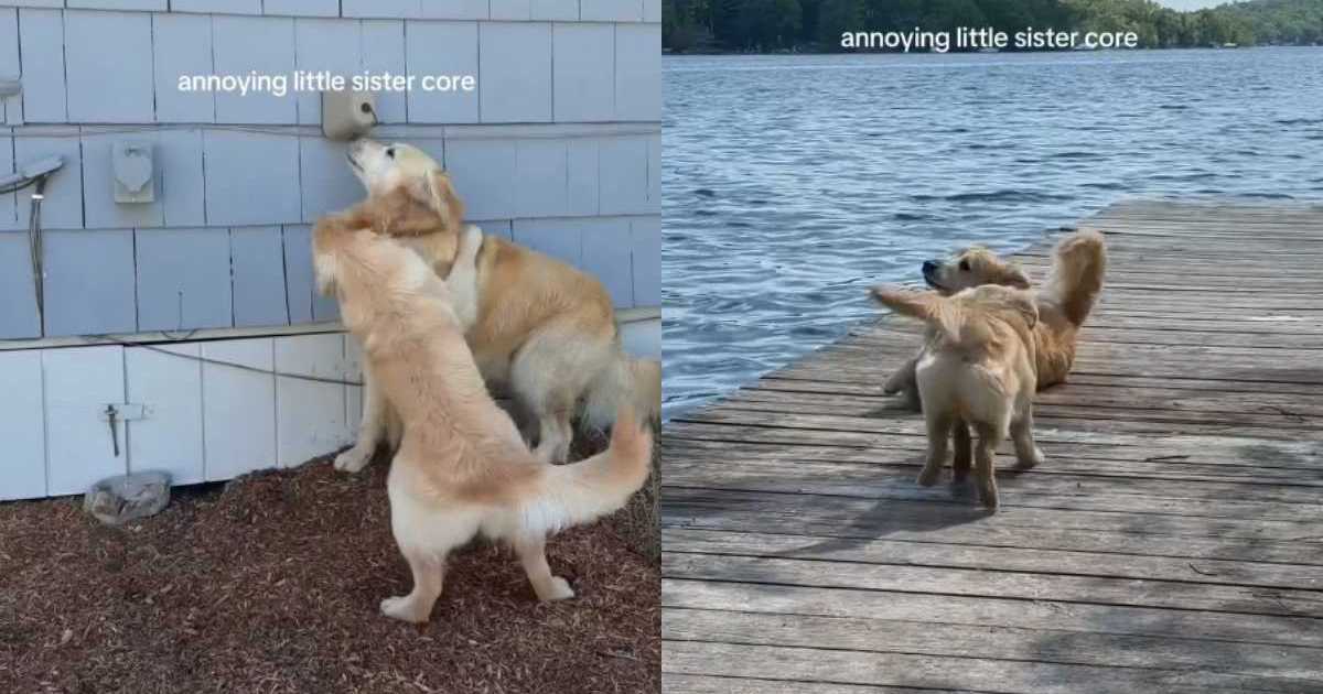 News - DogTime